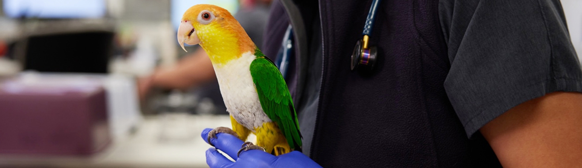 Bird Vet Saint Joseph - Emergency Exotic Avian Vet Near Me