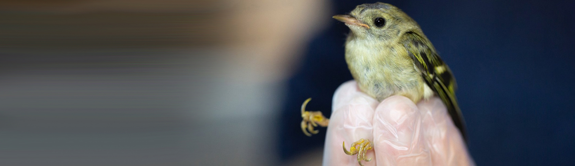 Bird Vet House Springs - Emergency Exotic Avian Vet Near Me