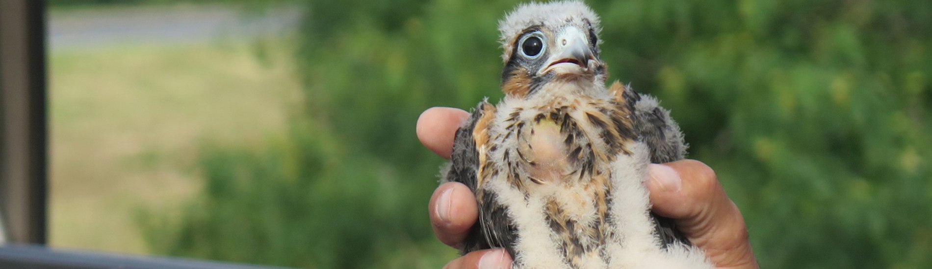 Bird Vet Fort Leonard Wood - Emergency Exotic Avian Vet Near Me